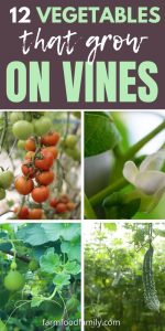 12 Best Climbing Vegetables That Grow On Vines (2024)