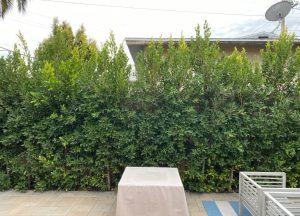 How to Create Privacy in Your Backyard Without a Fence (30 Creative Ideas)