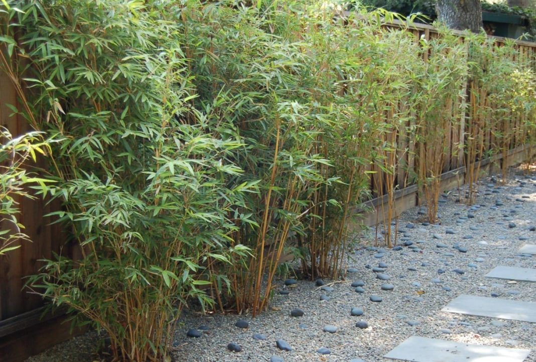 How to Create Privacy in Your Backyard Without a Fence (30 Creative Ideas)