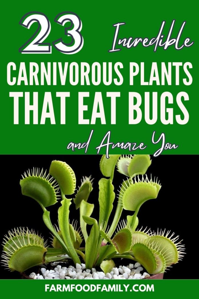 23 Carnivorous Plants That Eat Bugs: A Guide to Natural Pest Control
