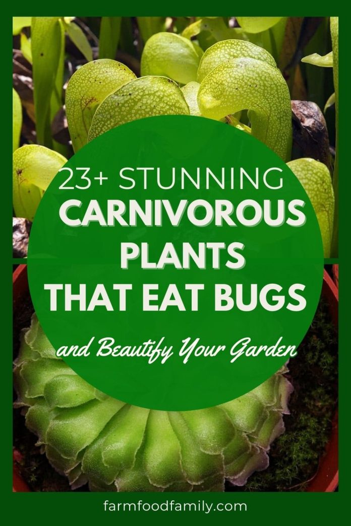 23 Carnivorous Plants That Eat Bugs: A Guide to Natural Pest Control