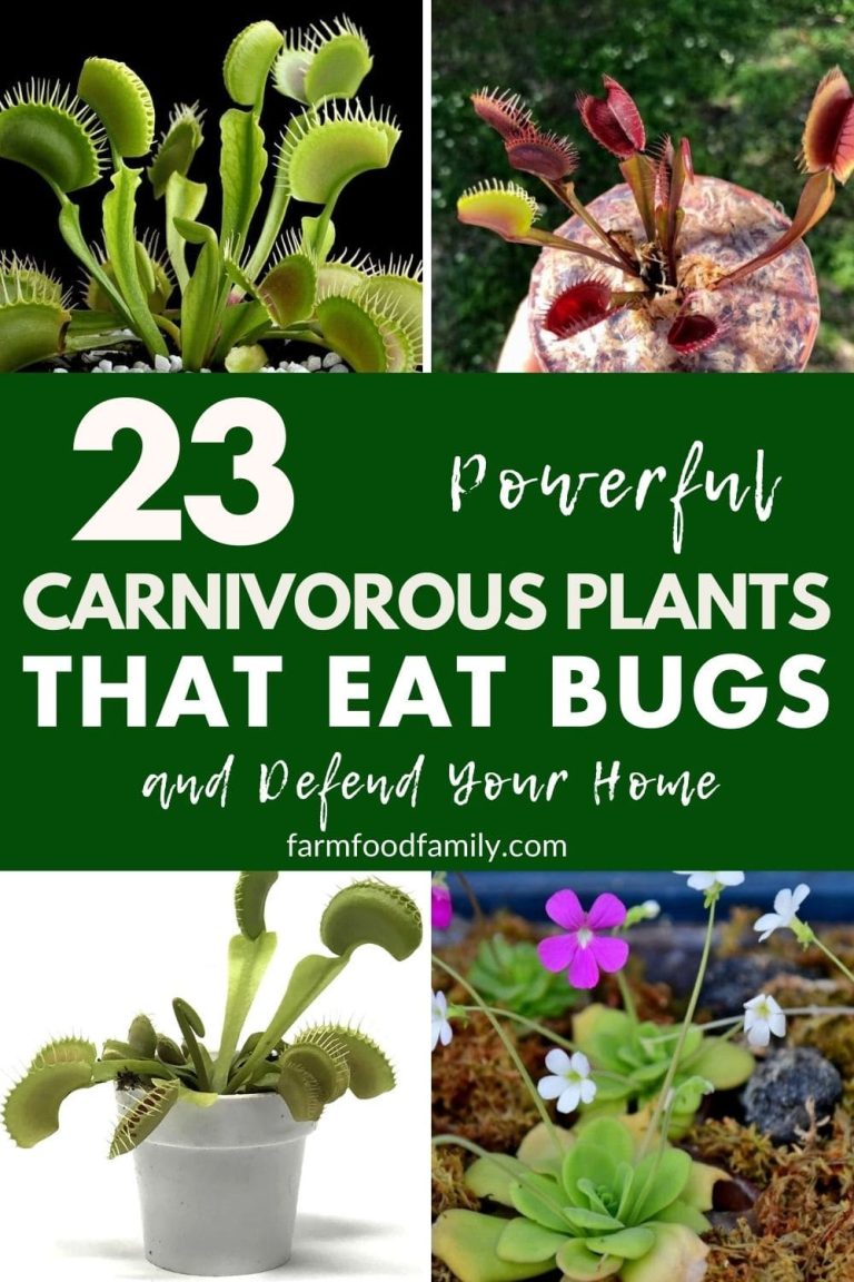 23 Carnivorous Plants That Eat Bugs: A Guide to Natural Pest Control