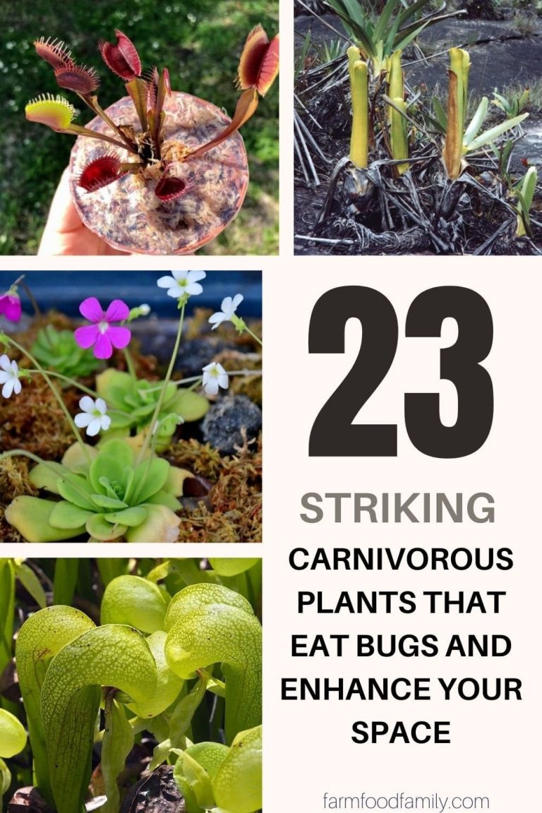 23 Carnivorous Plants That Eat Bugs: A Guide to Natural Pest Control