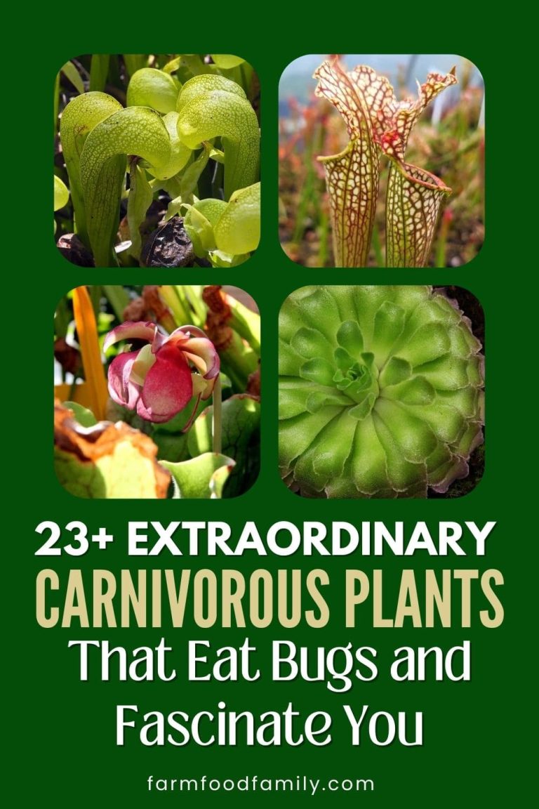 23 Carnivorous Plants That Eat Bugs: A Guide to Natural Pest Control