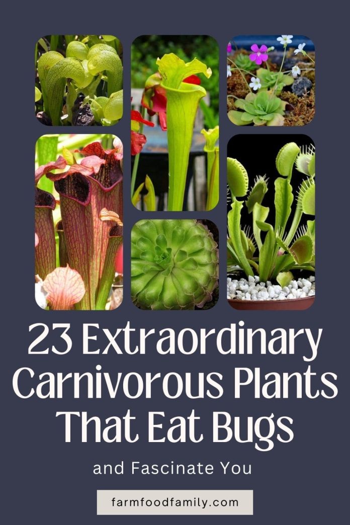23 Carnivorous Plants That Eat Bugs: A Guide to Natural Pest Control