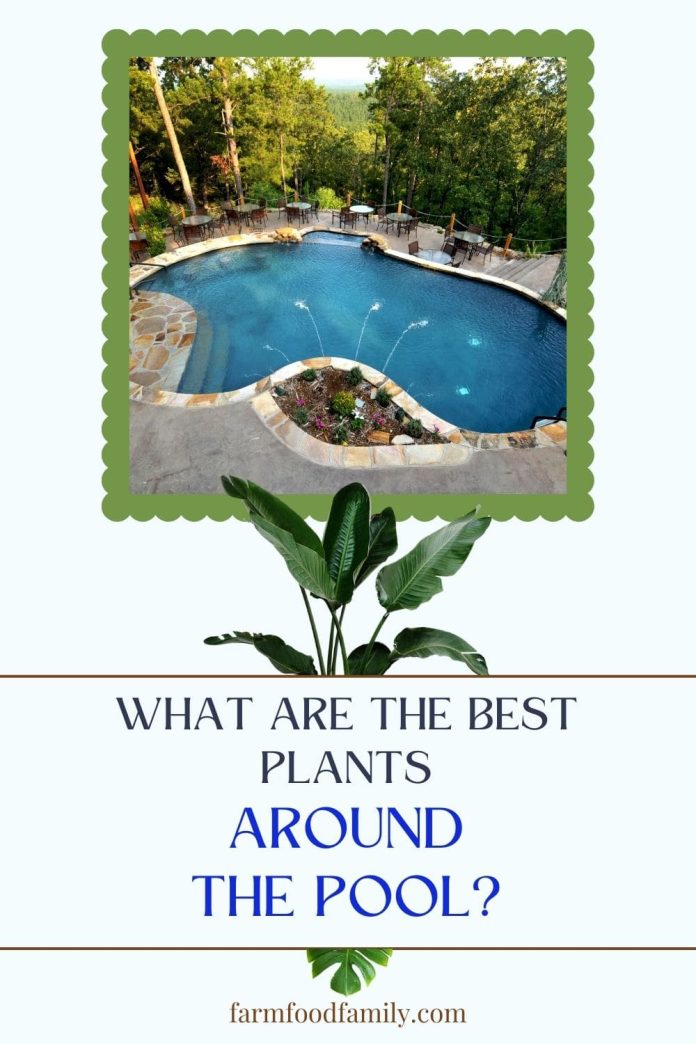 24 Best Plants for Around the Pool - Top Picks for 2024 - FarmFoodFamily