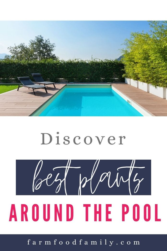 24 Best Plants for Around the Pool - Top Picks for 2024 - FarmFoodFamily