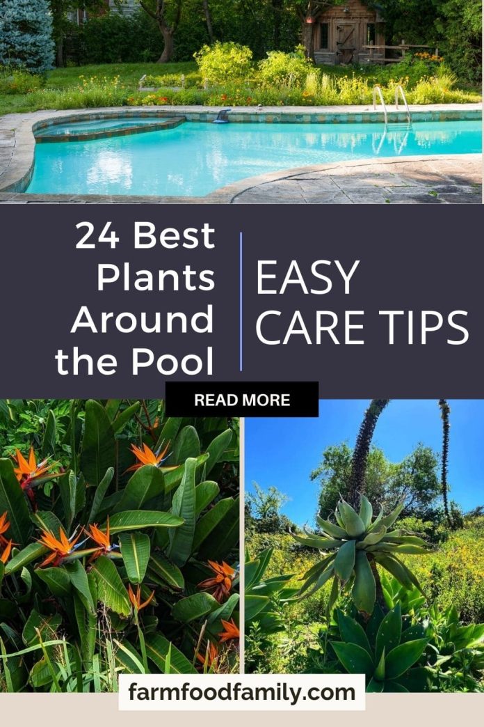 24 Best Plants for Around the Pool - Top Picks for 2024 - FarmFoodFamily