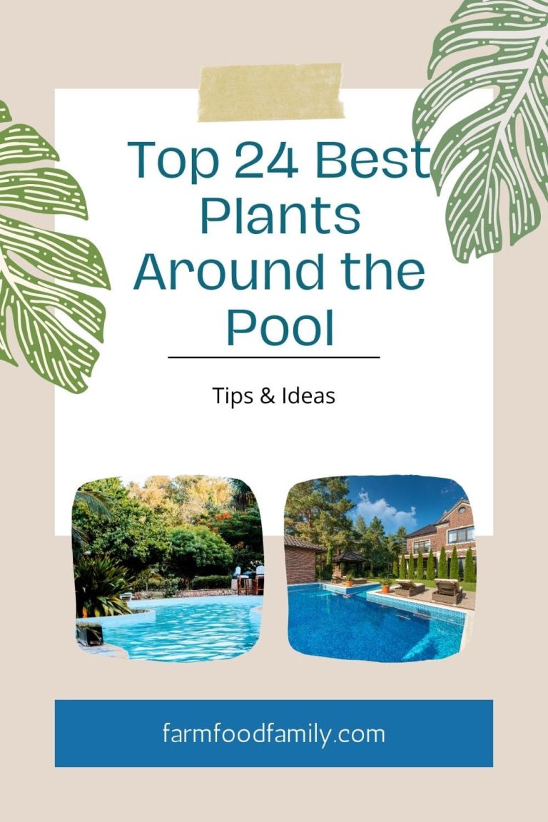 24 Best Plants for Around the Pool - Top Picks for 2024 - FarmFoodFamily