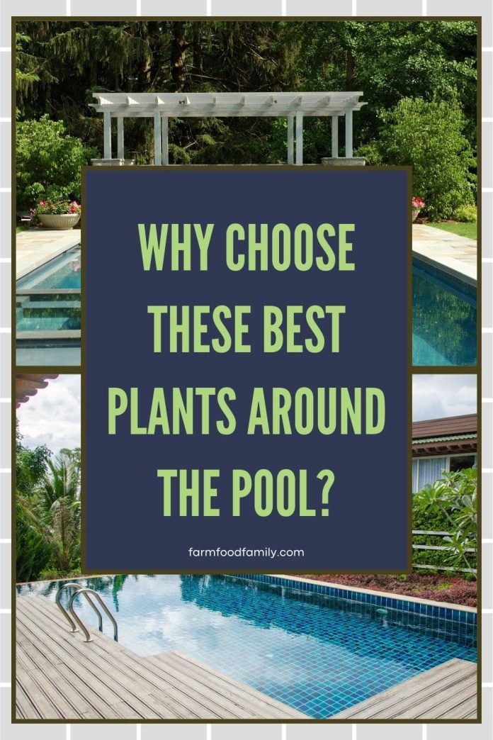 24 Best Plants for Around the Pool - Top Picks for 2024 - FarmFoodFamily