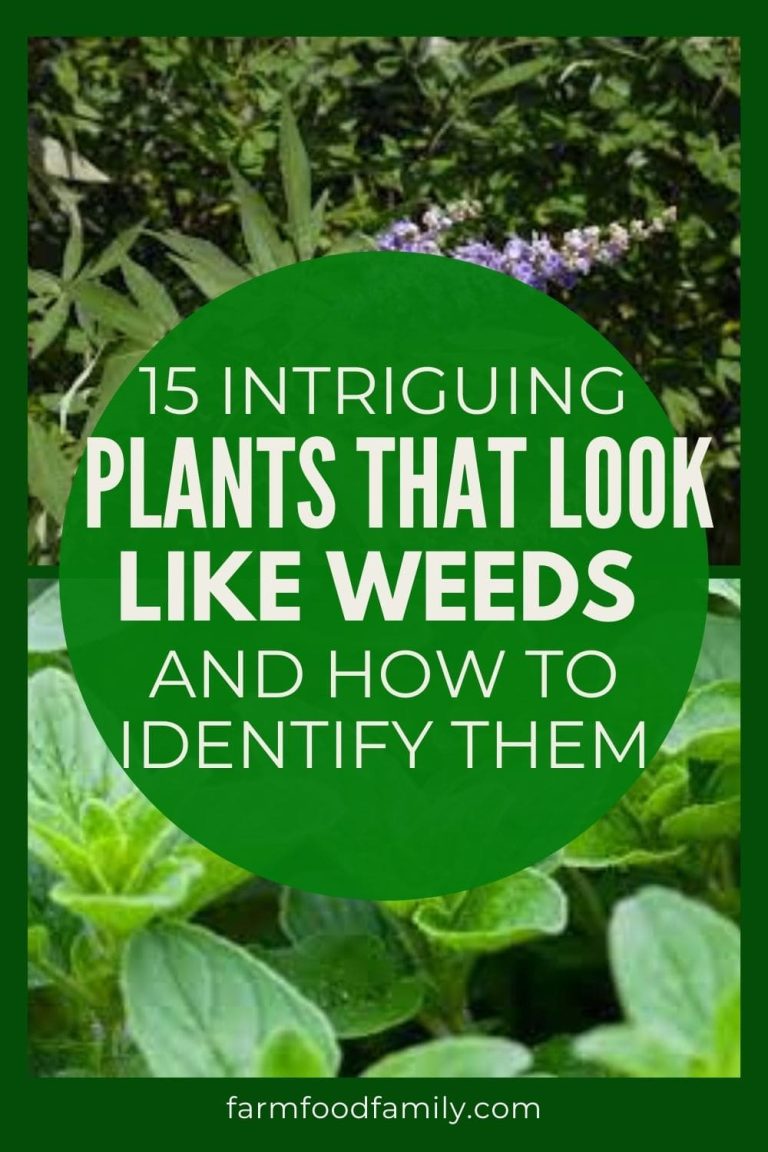 15 Plants That Look Like Weeds But Aren’t (With Pictures)