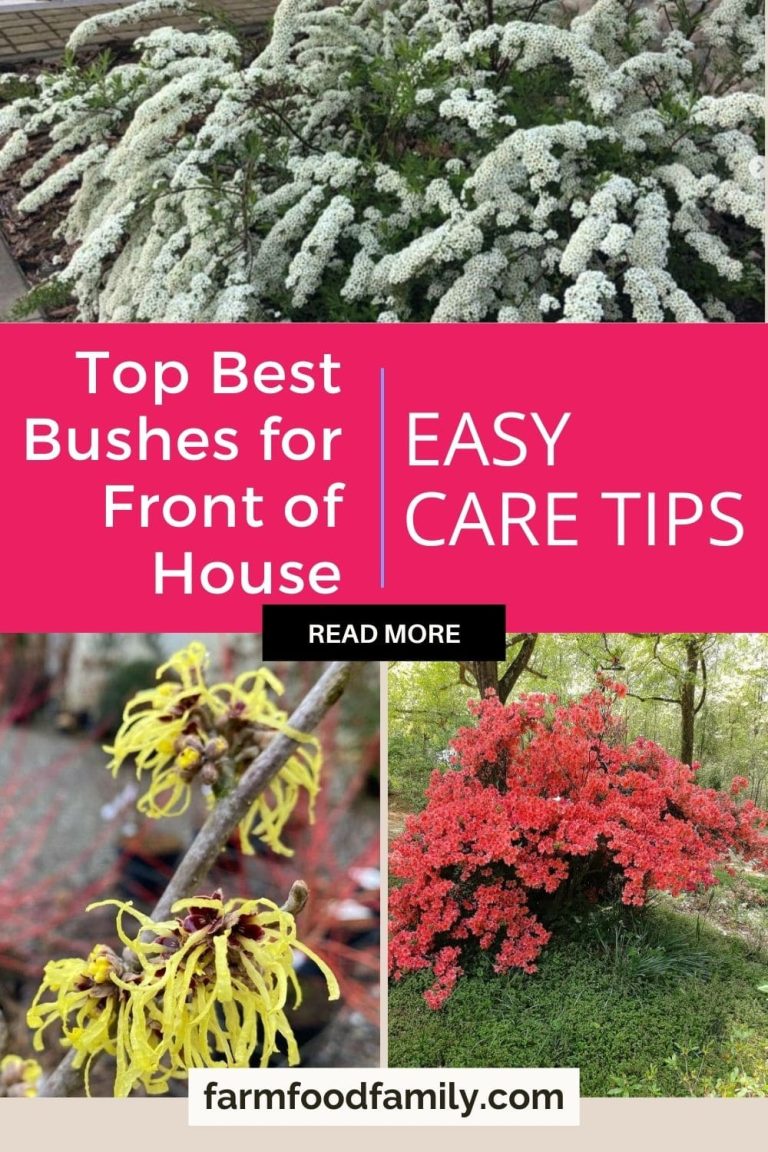 15+ Best Bushes to Plant in Front of Your House: 2024 Guide