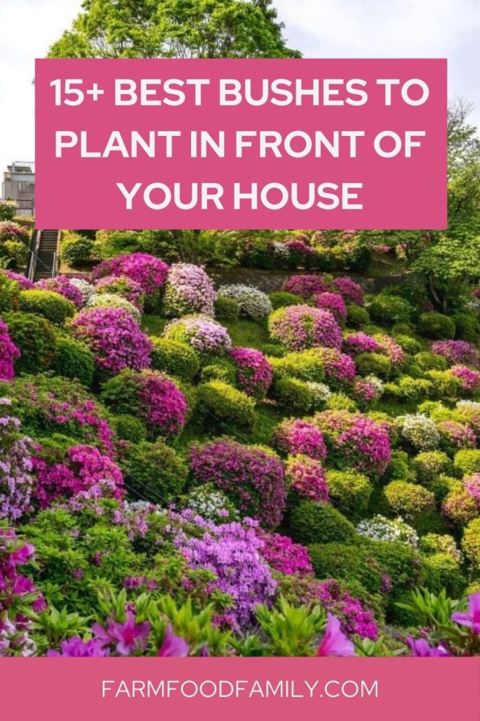 15+ Best Bushes to Plant in Front of Your House: 2024 Guide