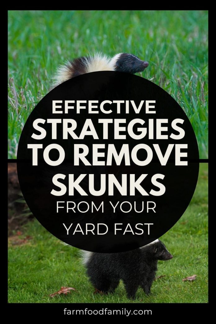 How to Get Rid of Skunks in the Backyard - FarmFoodFamily