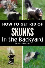 How to Get Rid of Skunks in the Backyard - FarmFoodFamily