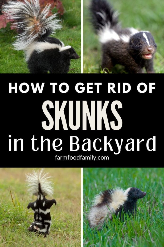 How to Get Rid of Skunks in the Backyard - FarmFoodFamily