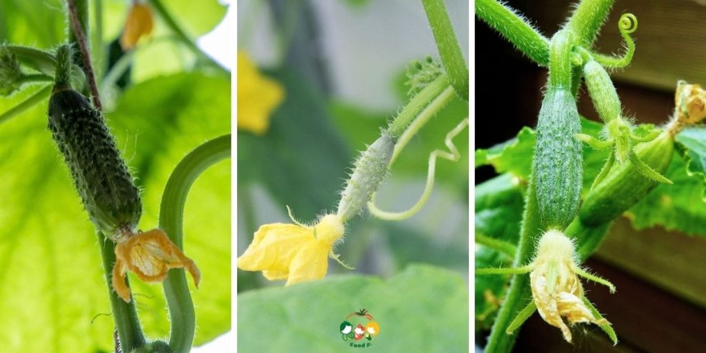 What Happens When You Pinch Out Cucumbers? - FarmFoodFamily