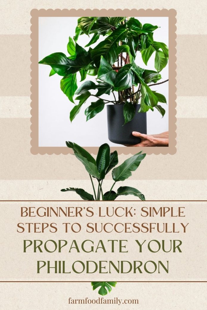 How to Propagate Philodendron: A Step-by-Step Guide - FarmFoodFamily