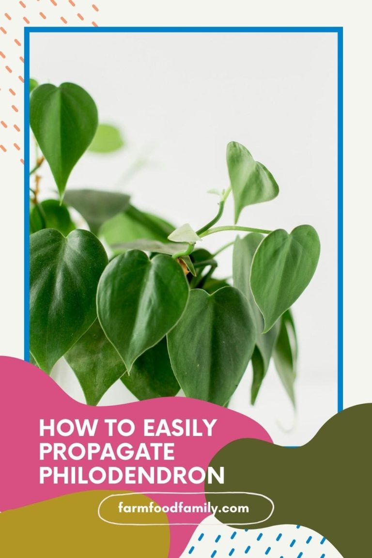 How to Propagate Philodendron: A Step-by-Step Guide - FarmFoodFamily