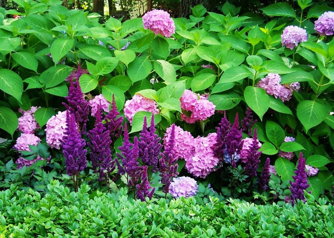 15 Stunning Plants to Pair with Hydrangeas for a Gorgeous Garden