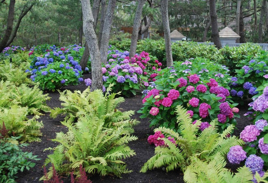 15 Stunning Plants to Pair with Hydrangeas for a Gorgeous Garden