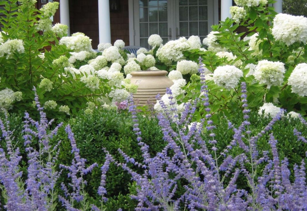15 Stunning Plants to Pair with Hydrangeas for a Gorgeous Garden