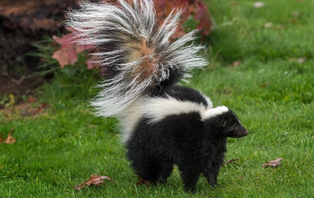 How to Get Rid of Skunks in the Backyard - FarmFoodFamily