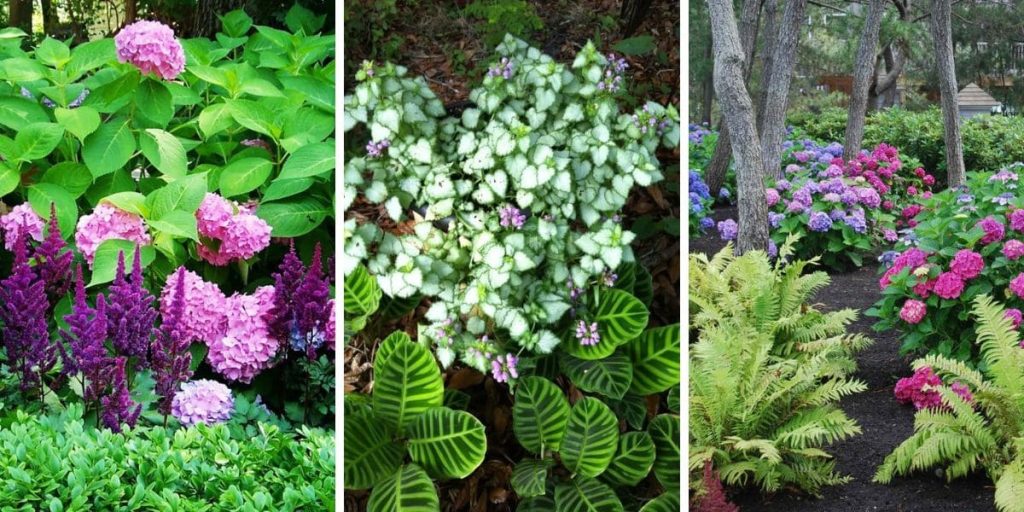 15 Stunning Plants to Pair with Hydrangeas for a Gorgeous Garden