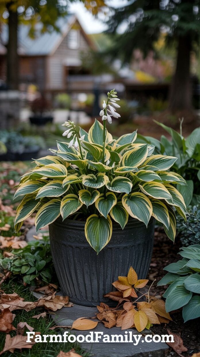 45+ Brilliant Hosta Landscaping Ideas for a Low-Maintenance Garden (2025)