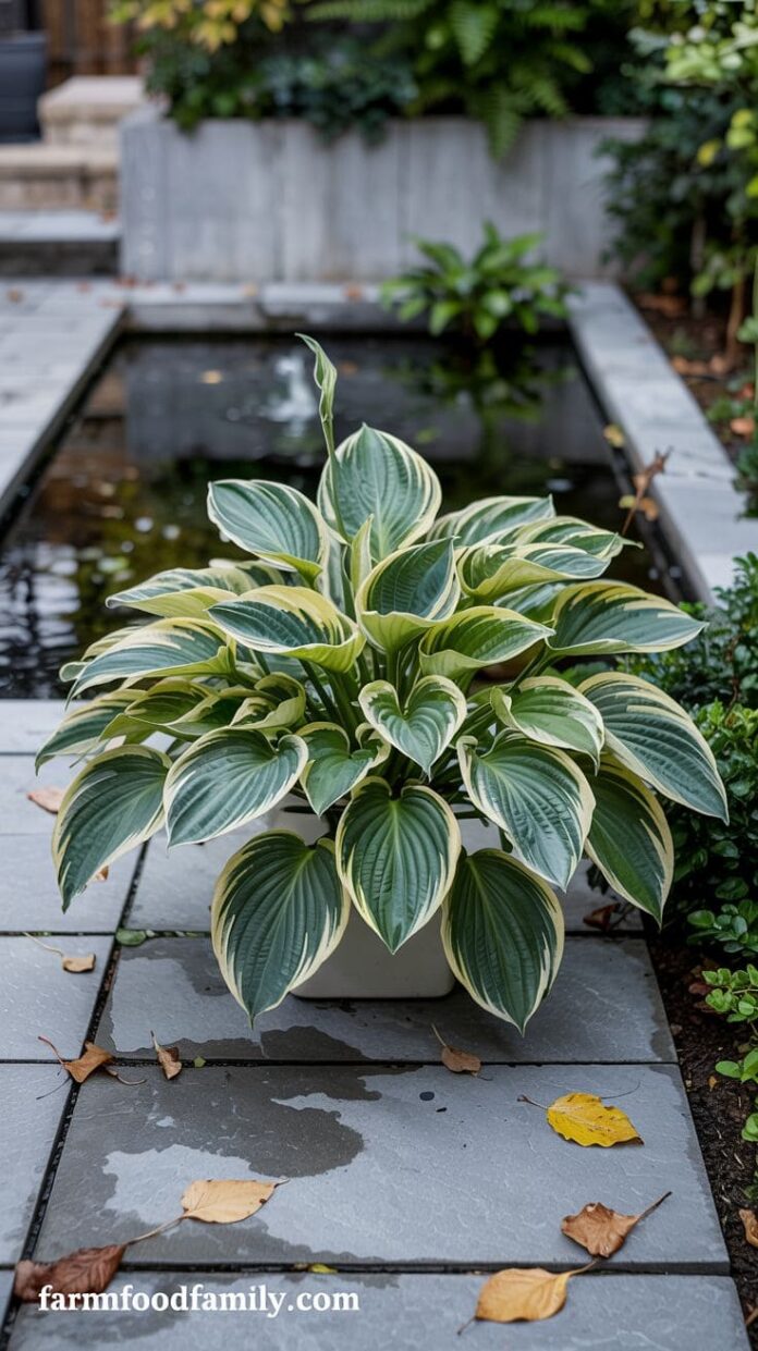 45+ Brilliant Hosta Landscaping Ideas for a Low-Maintenance Garden (2025)