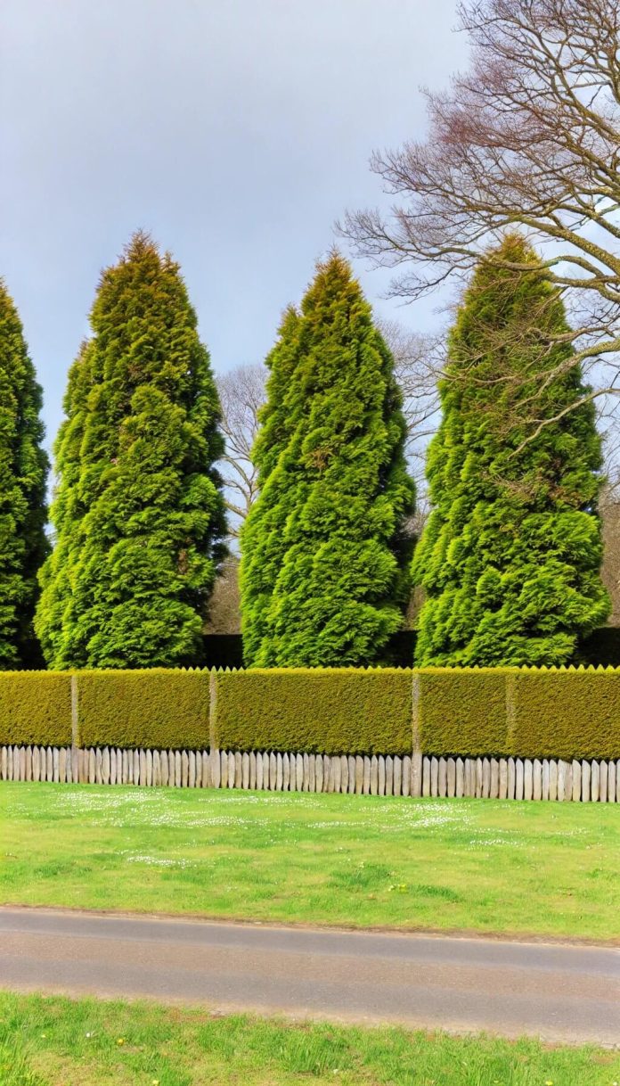 15+ Beautiful Tree Fence Ideas to Boost Your Garden’s Appeal (2024)