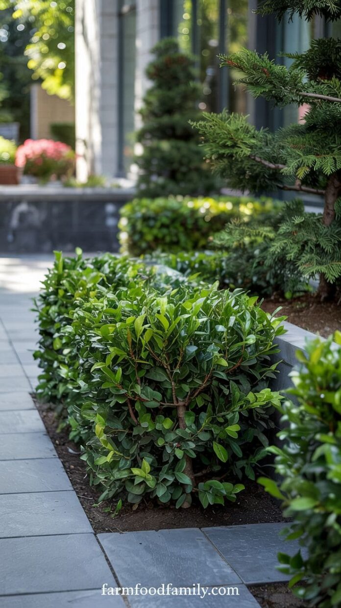 20+ Unique Shrubbery Landscaping Ideas for Instant Garden Charm (2026)