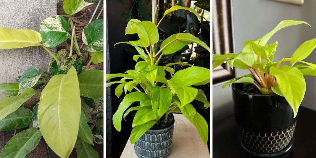 How To Grow and Care for Golden Goddess Philodendron - FarmFoodFamily