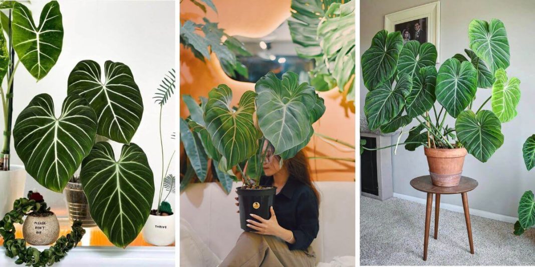 Philodendron Gloriosum Care: 5 Essential Tips for a Thriving Plant ...