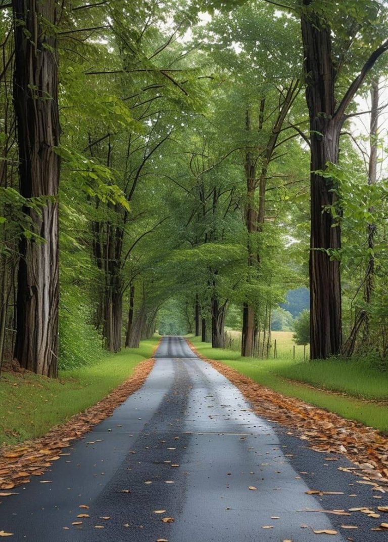 25 Elegant Asphalt Driveway Edging Ideas to Elevate Your Exterior (2024)