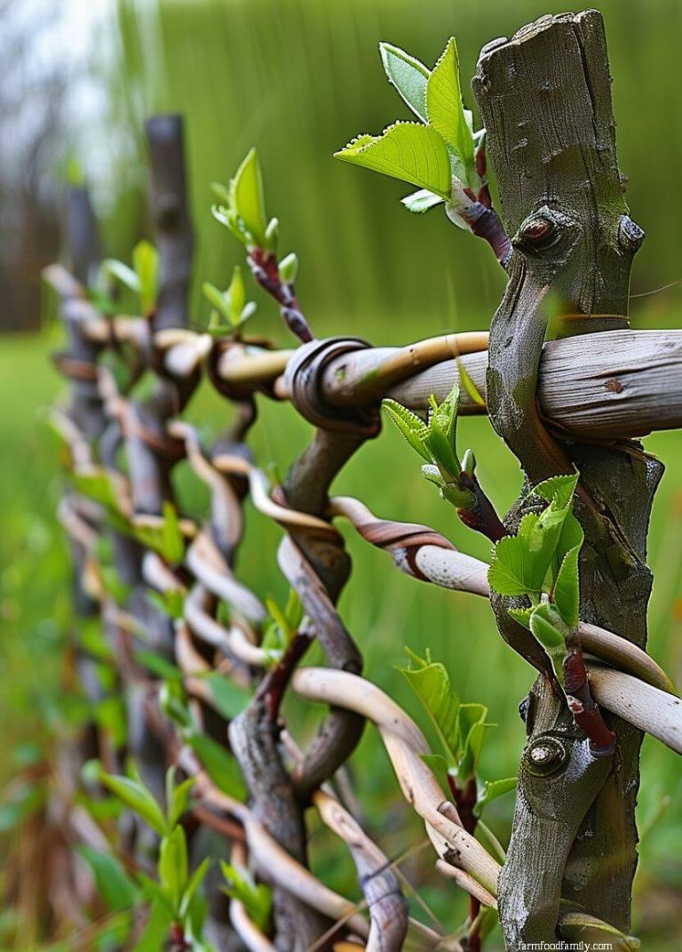 25 Charming Country Fence Ideas That Won’t Break the Bank (2024)