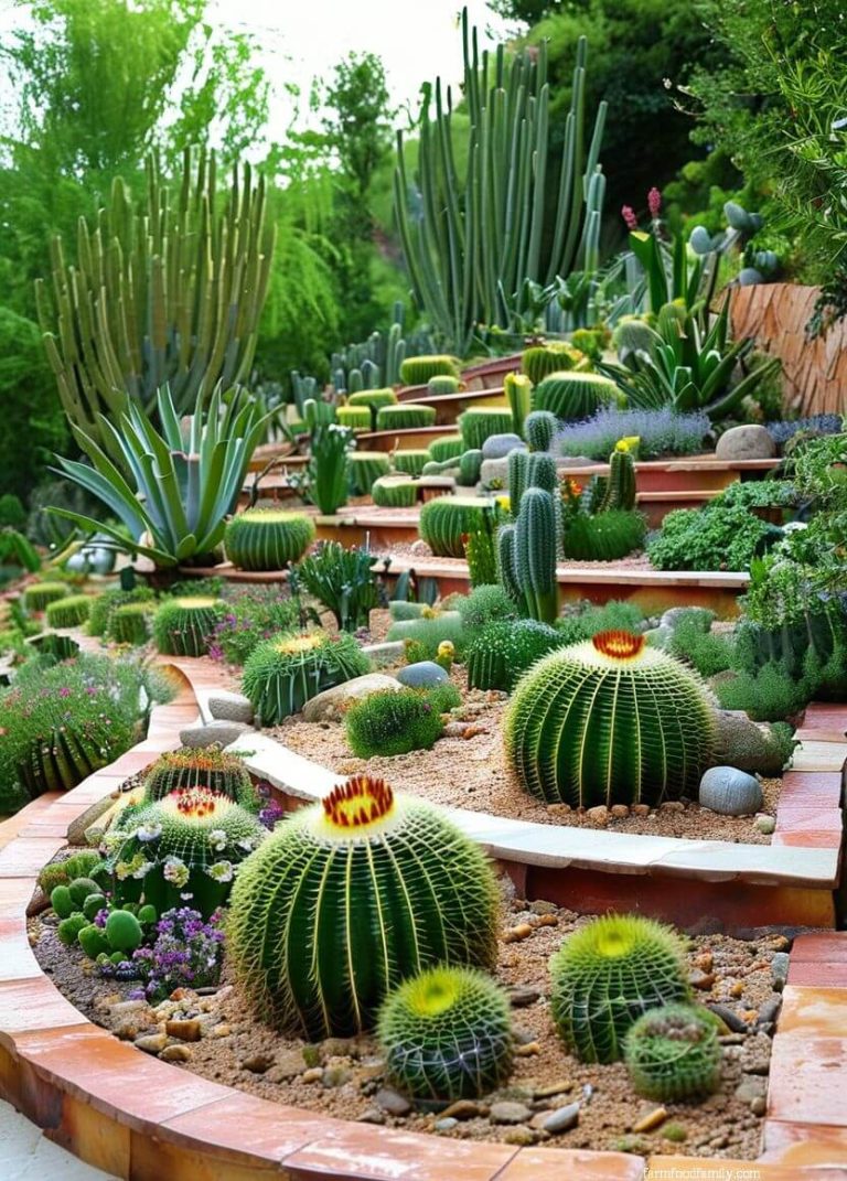 30 Modern Cactus Garden Ideas to Instantly Refresh Your Landscape (2024)