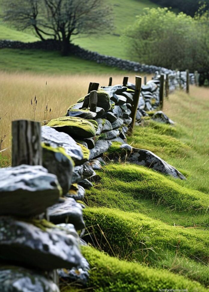 25 Charming Country Fence Ideas That Won’t Break the Bank (2024)