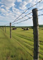 25 Charming Country Fence Ideas That Won’t Break the Bank (2024)