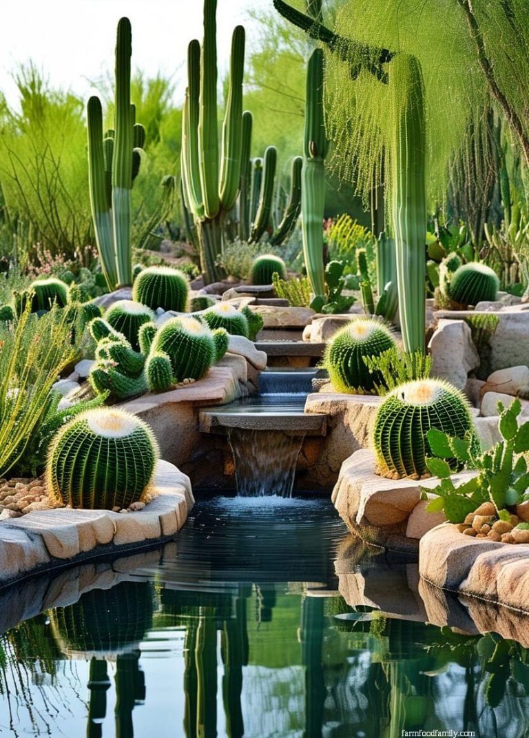30 Modern Cactus Garden Ideas to Instantly Refresh Your Landscape (2024)