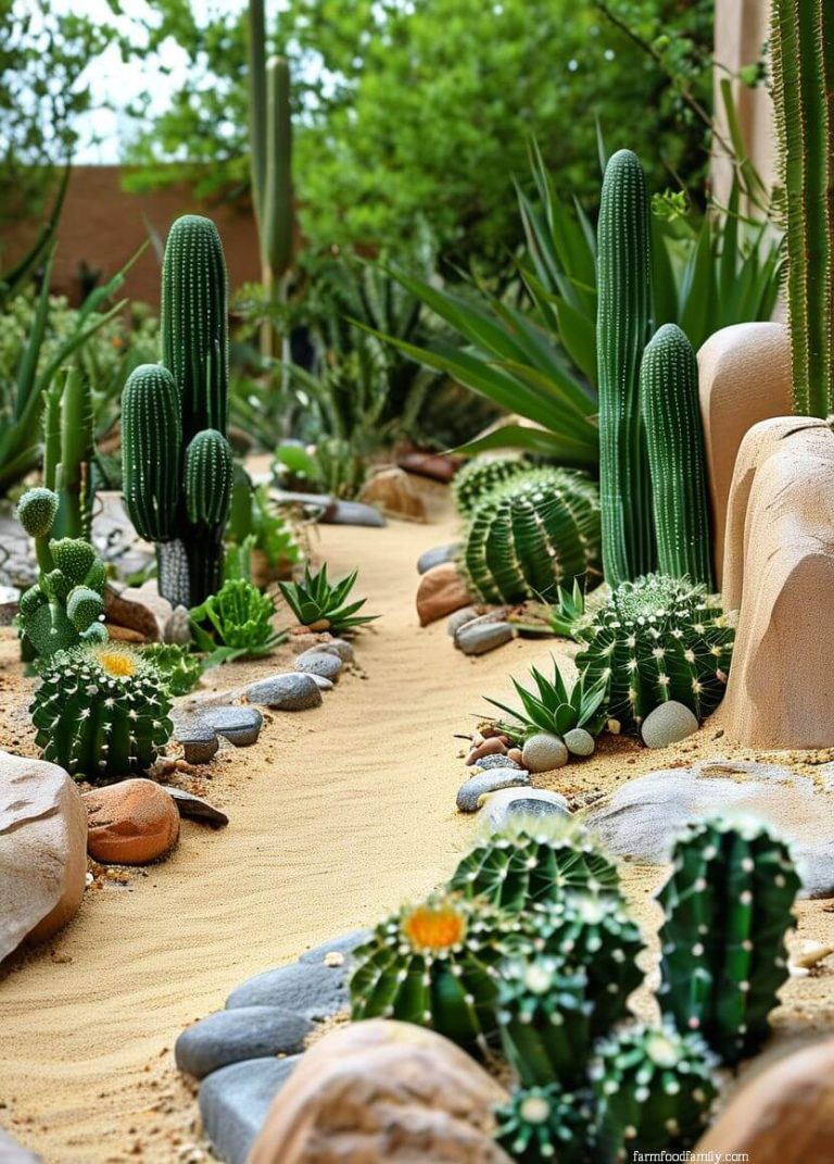 30 Modern Cactus Garden Ideas to Instantly Refresh Your Landscape (2024)