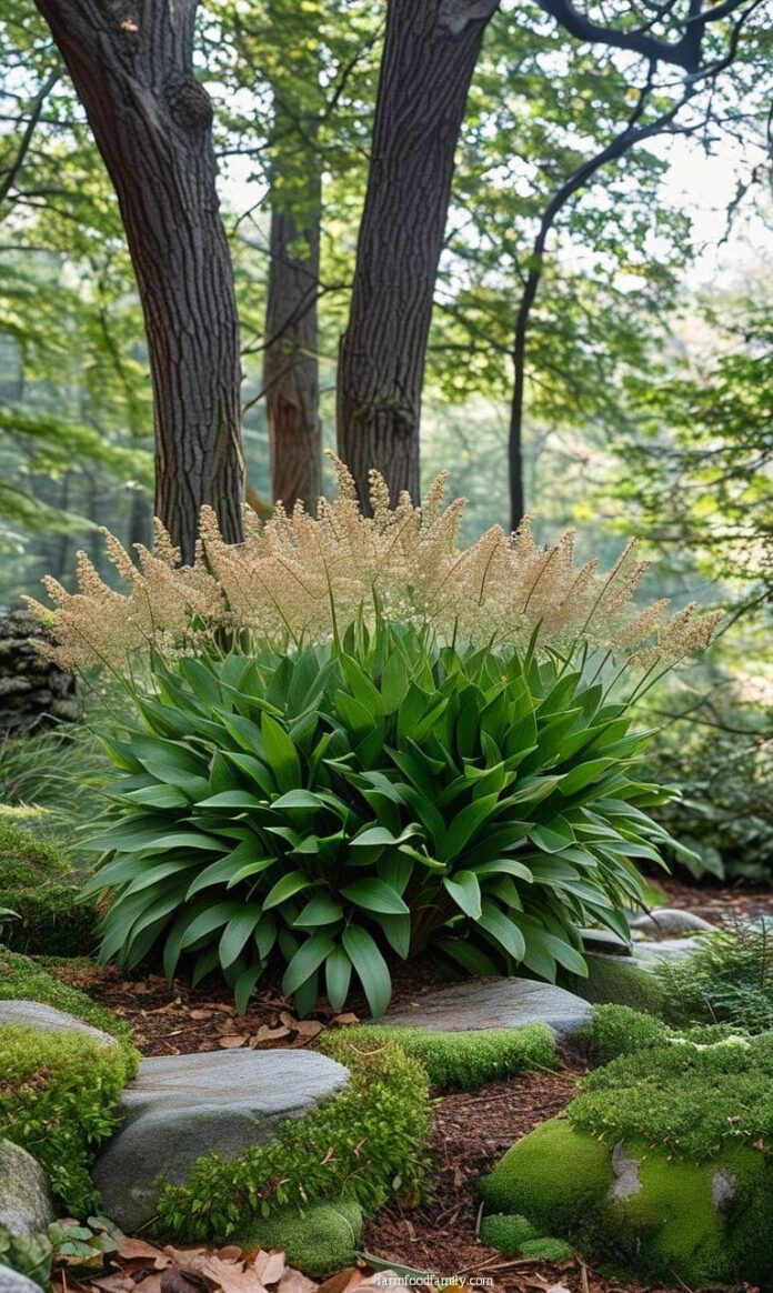 60+ Gorgeous Foxtail Fern Backyard Landscaping Ideas to Refresh Your ...