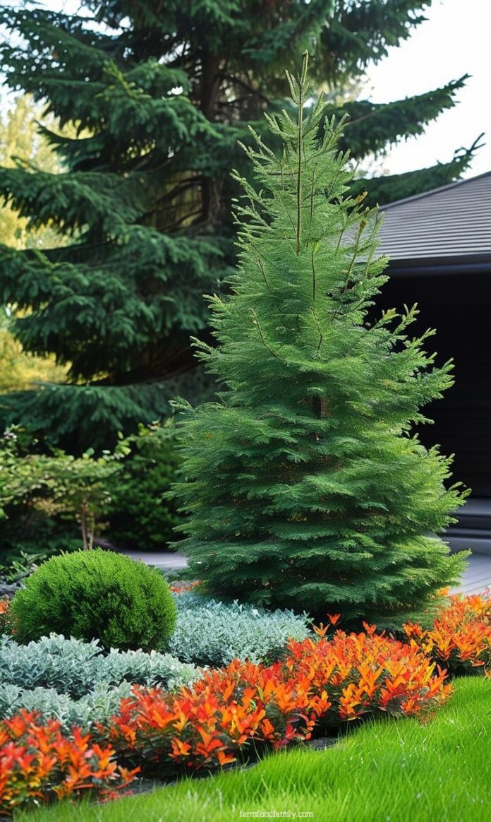 60+ Stunning Arborvitae Landscaping Ideas to Transform Your Yard (2025)