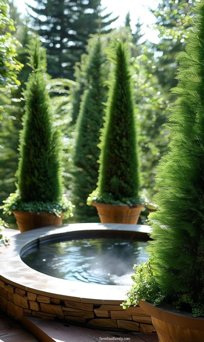 60+ Stunning Arborvitae Landscaping Ideas to Transform Your Yard (2025)