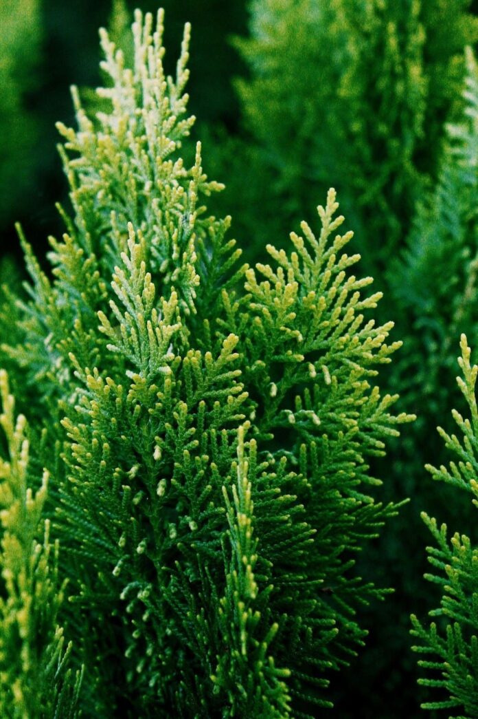 60+ Stunning Arborvitae Landscaping Ideas to Transform Your Yard (2026)