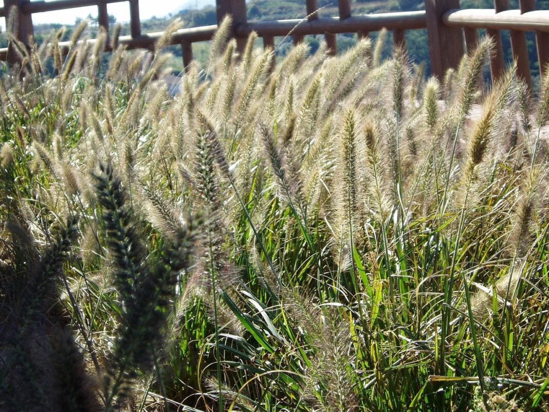 60+ Gorgeous Foxtail Fern Backyard Landscaping Ideas to Refresh Your ...