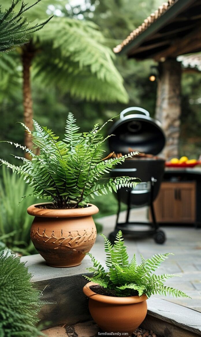 60+ Gorgeous Foxtail Fern Backyard Landscaping Ideas to Refresh Your ...