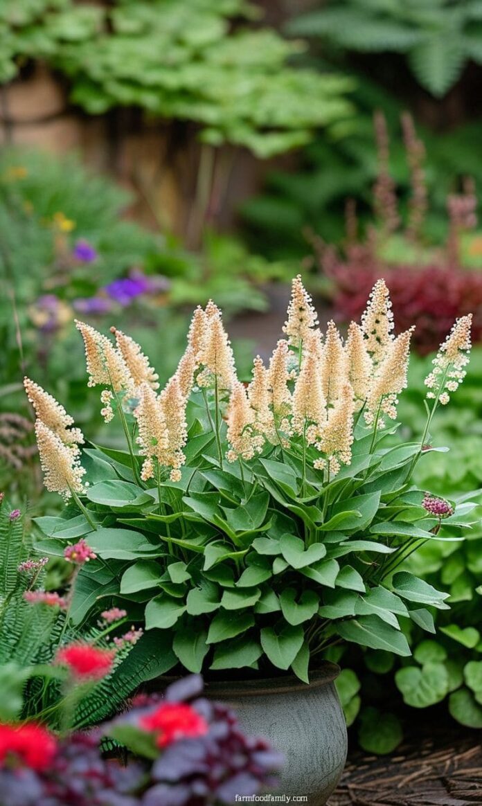 60+ Gorgeous Foxtail Fern Backyard Landscaping Ideas to Refresh Your ...