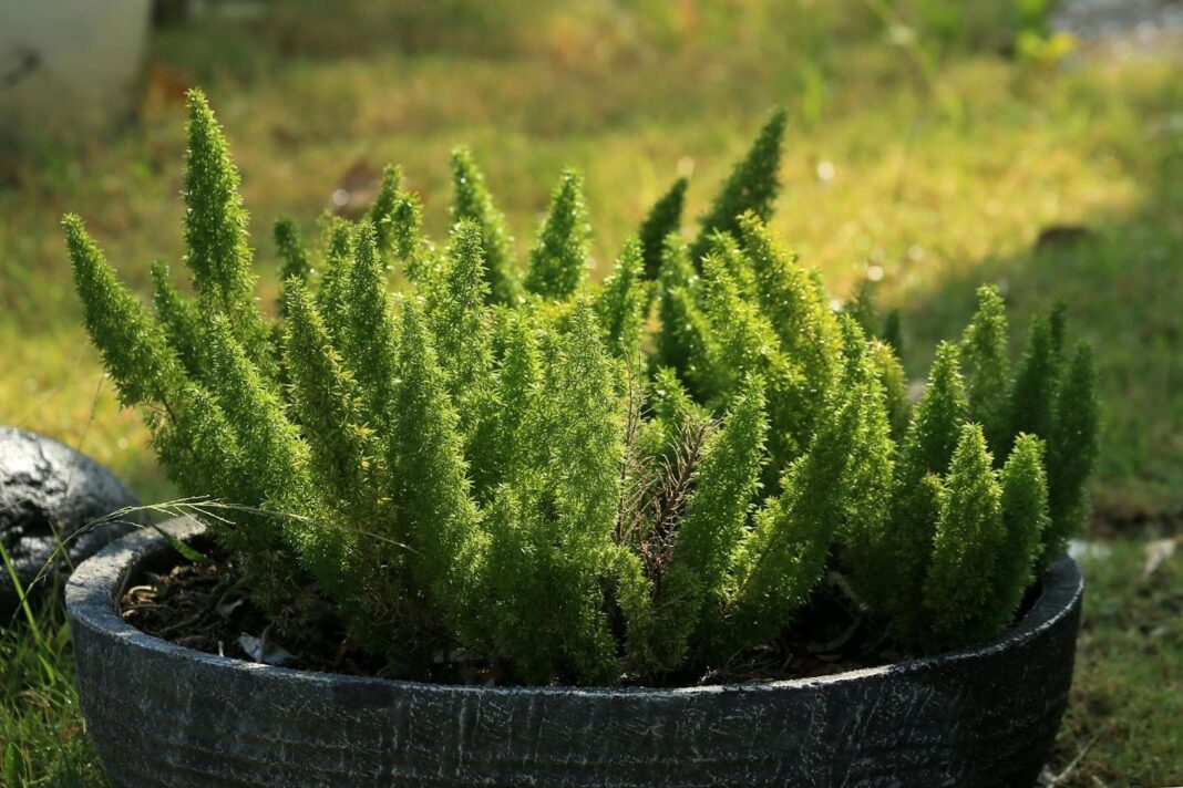 60+ Gorgeous Foxtail Fern Backyard Landscaping Ideas to Refresh Your ...