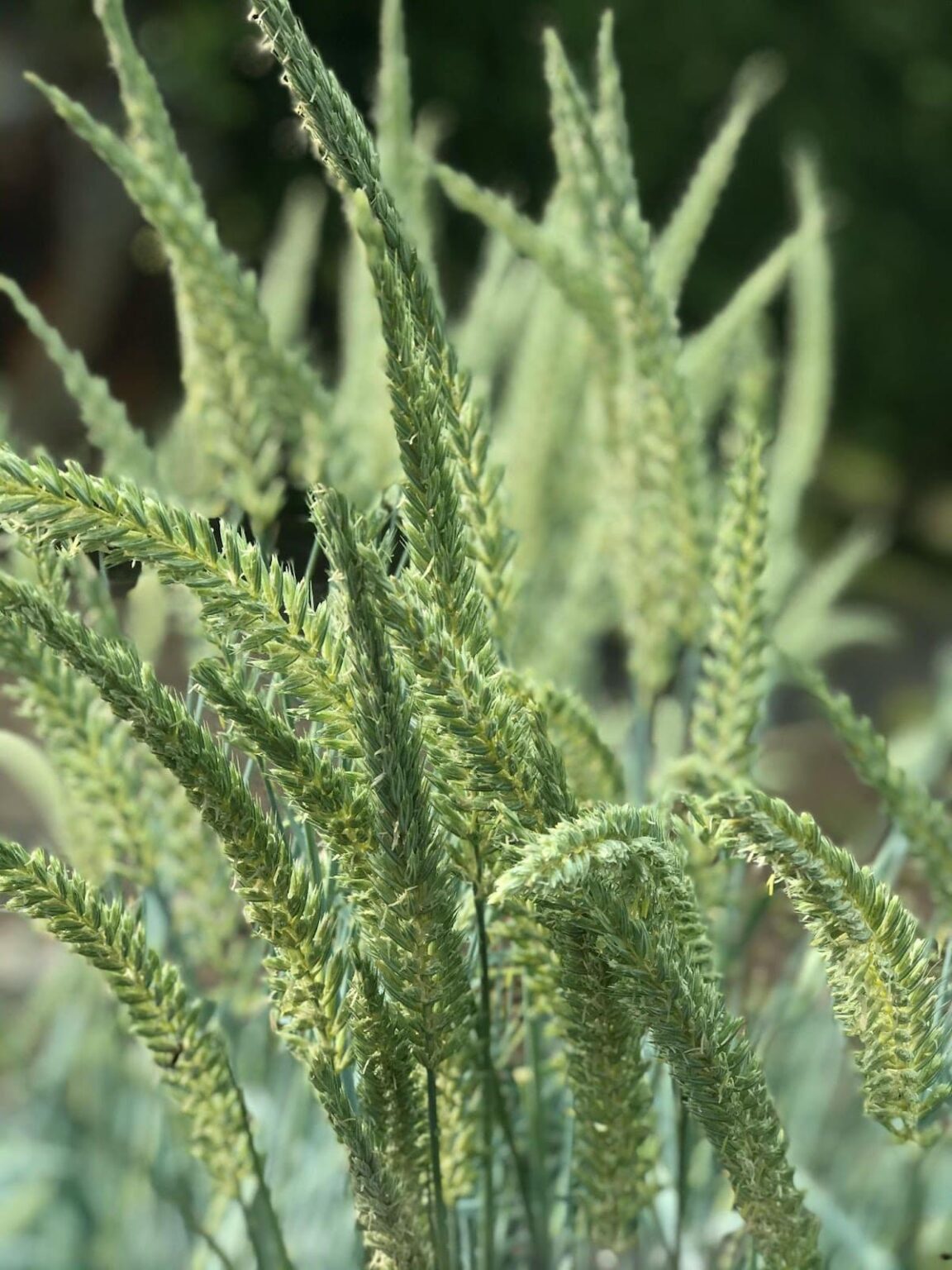 60+ Gorgeous Foxtail Fern Backyard Landscaping Ideas to Refresh Your ...